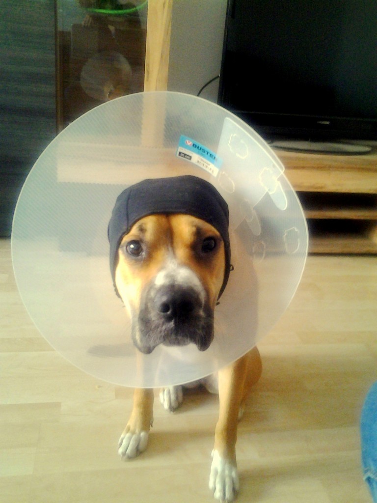 Die Sache mit der richtigen Ernährung (3) – Prey Model Raw – Hundhoch3