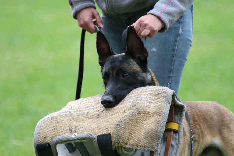 Malinois IGP – Hundhoch3